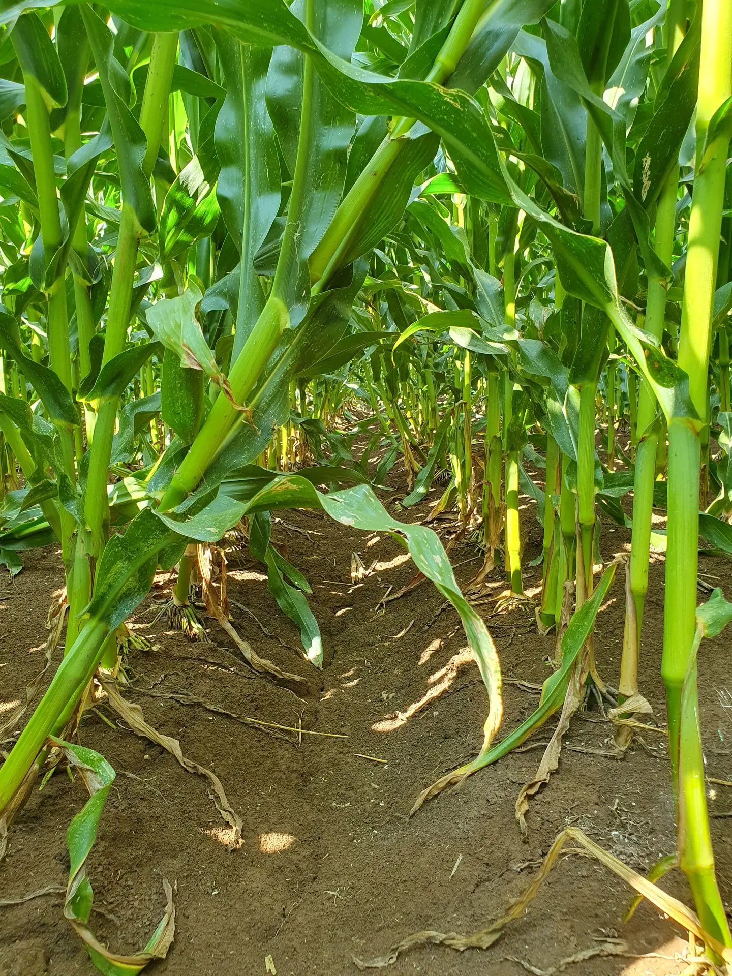 Syngenta Biologicals and Lithos Crop Protect collaborate to fight major ...